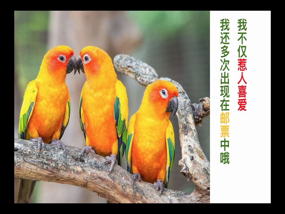 设计一枚鹦鹉邮票