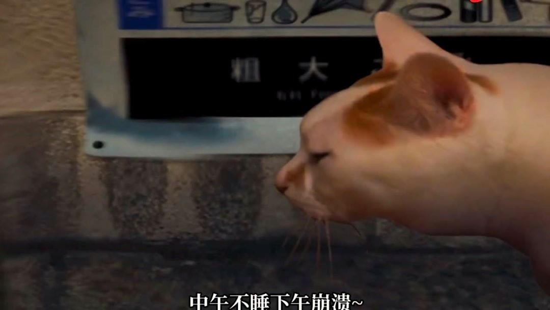 哇咔解说:流浪猫能看到恐怖的东西?这条街道全都是猫的鬼魂!