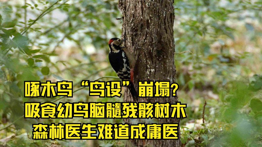 啄木鸟“鸟设”崩塌?吸食幼鸟脑髓残骸树木,森林医生难道成庸医