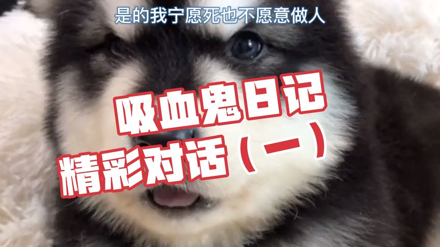 吸血鬼日记中精彩片段剪辑达蒙和艾琳娜经典对话情感的爆发(一)