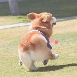 抱走萝 