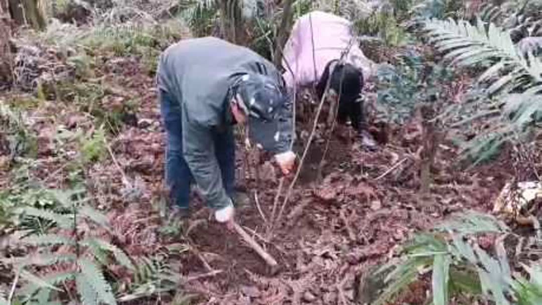 今天又来挖五指毛桃根,它的用处你知道吗?好东西分享给大家