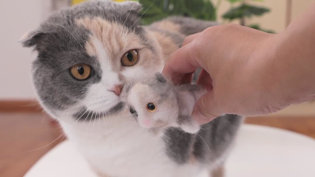 主人用猫毛做了一只猫,猫咪看到后一脸懵逼:这是我生的崽吗?