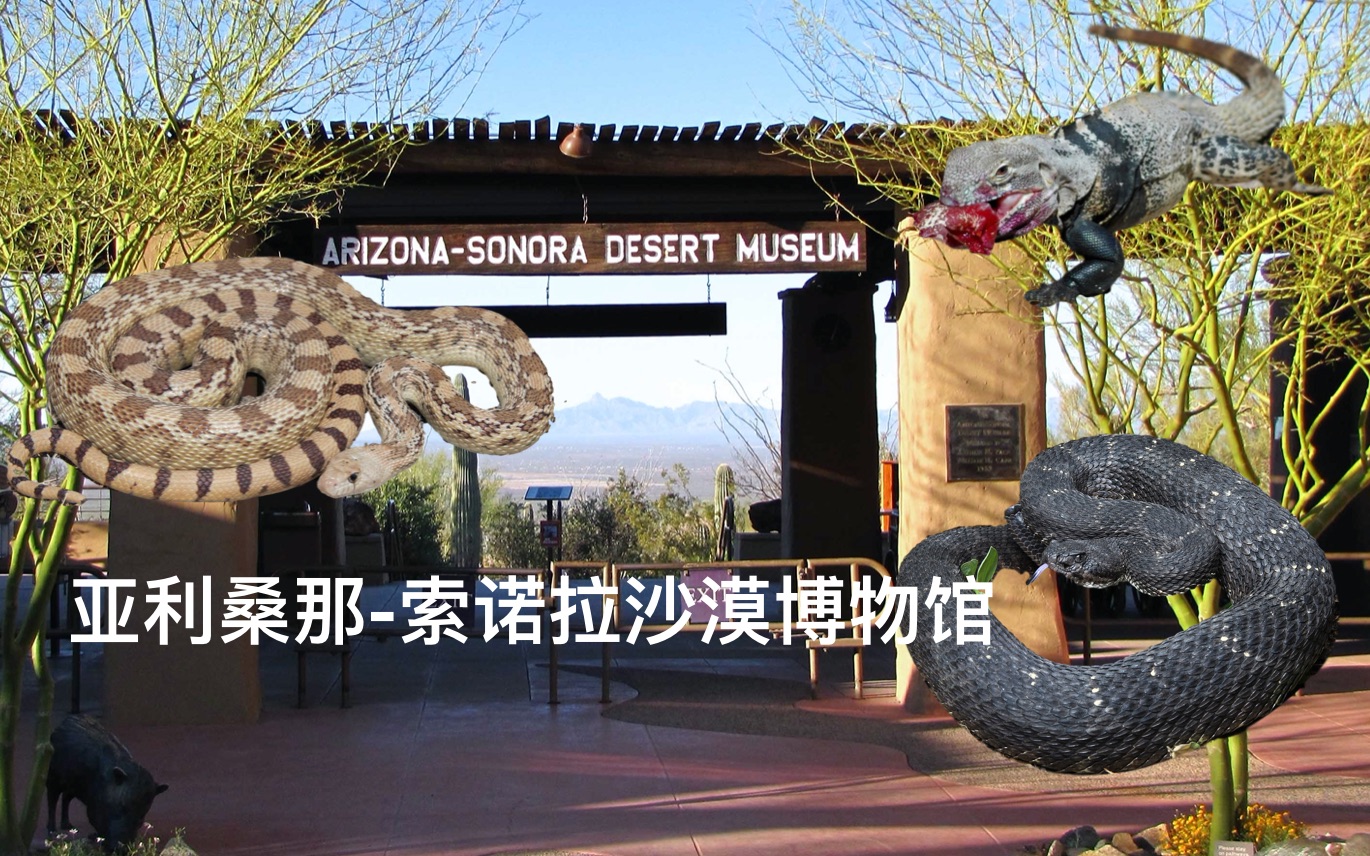 【沙漠博物馆游记】超多爬行动物!高山深处竟然有着这样一个神奇的...