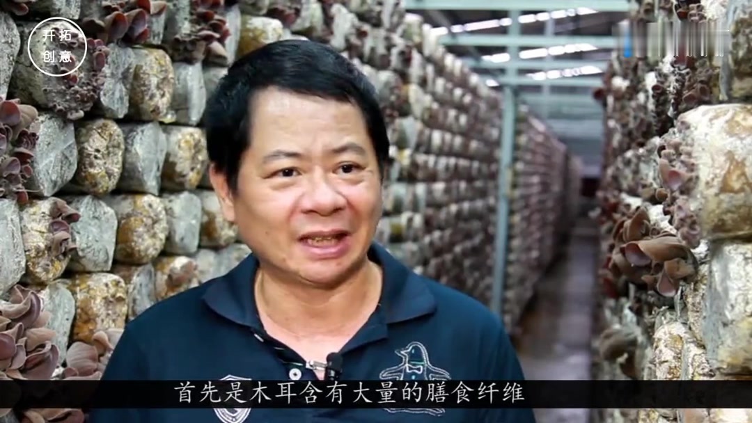 经常吃野生木耳,营养价值到底有多高?可能很多人不了解