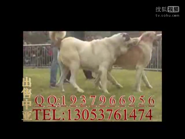 中亚牧羊犬打架视频 最新牧羊犬打架视频 中亚VS比特犬
