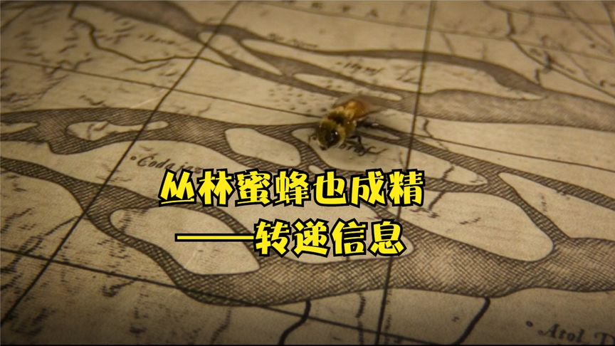 丛林蜜蜂也成精——传达信息