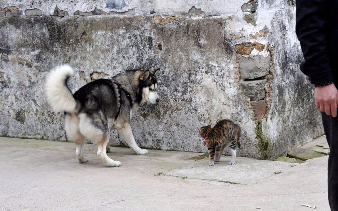狗狗走起了猫步,想在背后偷袭猫咪,下一面颜面尽失!