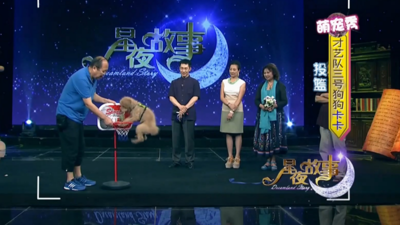 宠物狗表演各种杂技,竟然还会数数,嘉宾被惊呆了丨星夜故事