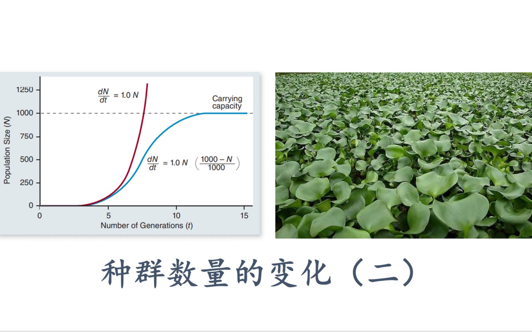生物选择性必修二第一章第2节《种群数量的变化》(2)
