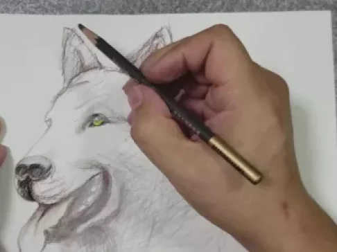 30分钟素描画只狗,画形画了3分钟,细节画了30分钟