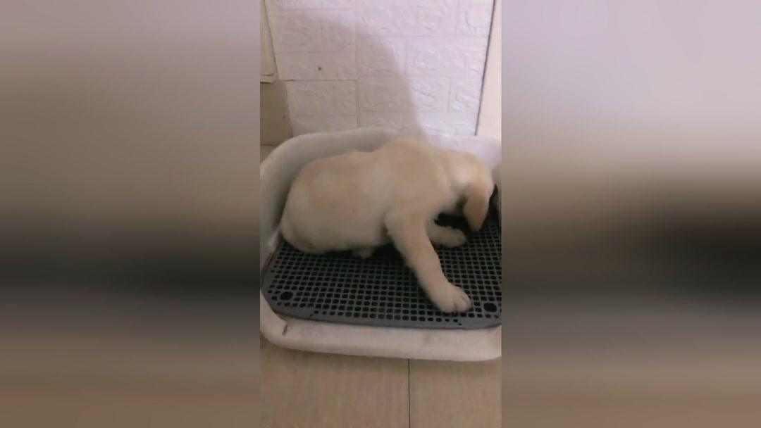 训练狗狗上厕所第三部,刚开始训练时比较费劲,需要主人有耐心,拉几次...