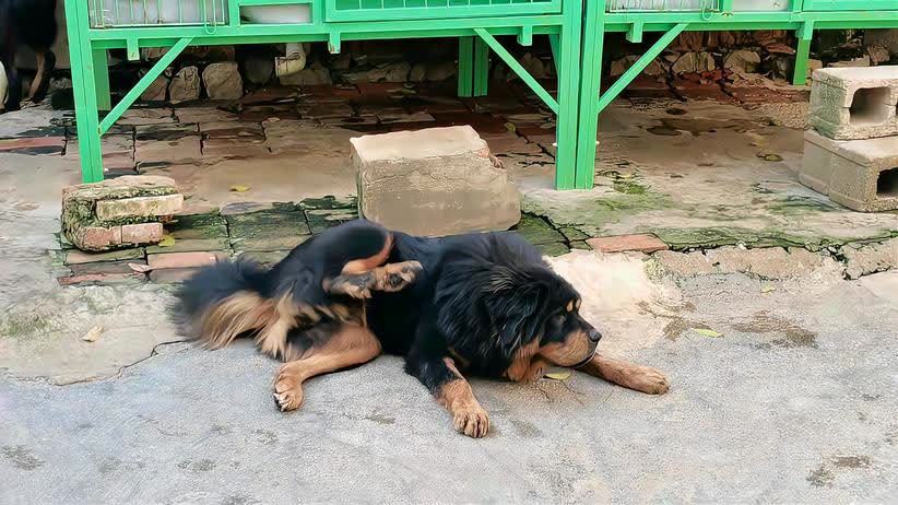 原生态藏獒都喜欢打架,特别是怀上孕后更加的好斗