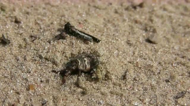 一种生活在土中的牛,药用价值很高,一斤可以卖到4000元