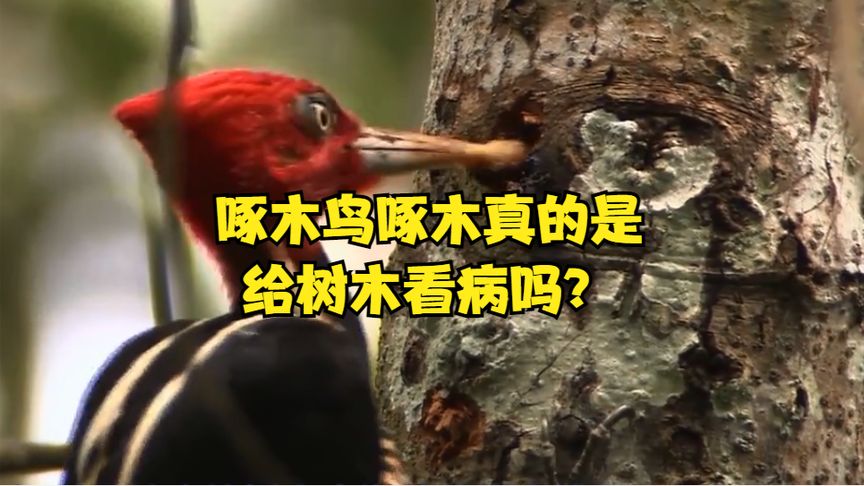 啄木鸟啄树真的是给树木看病吗?原来我们被骗了,鸟设从此崩塌!