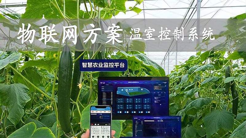 一键管理百座黄瓜大棚,物联网温室控制系统应用