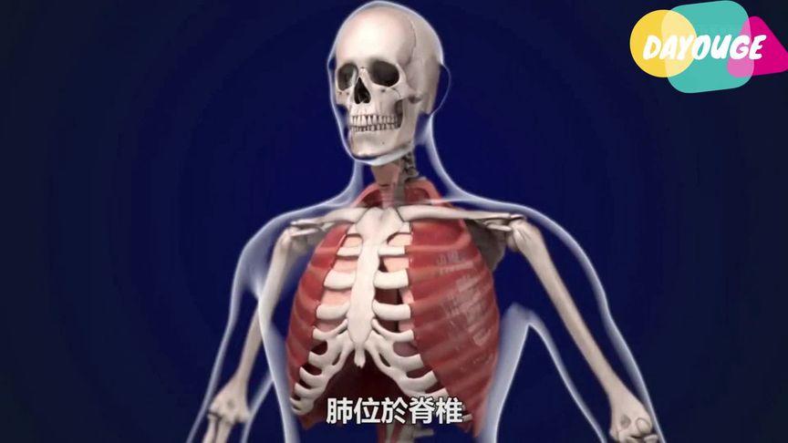 科普教育:带你认识人类肺部结构和功能,真是涨知识了!