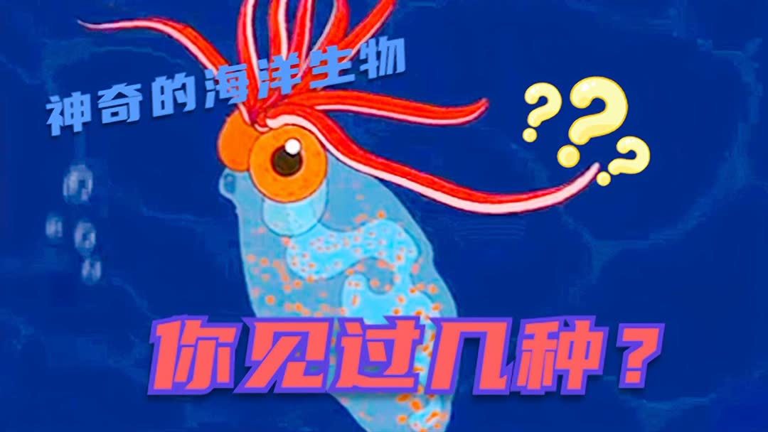 海洋深处到底有什么?这几种神奇的海底生物,你见过几种?