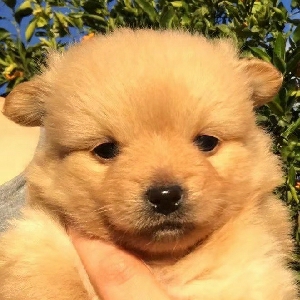 爱吃炸茄夹的邵某