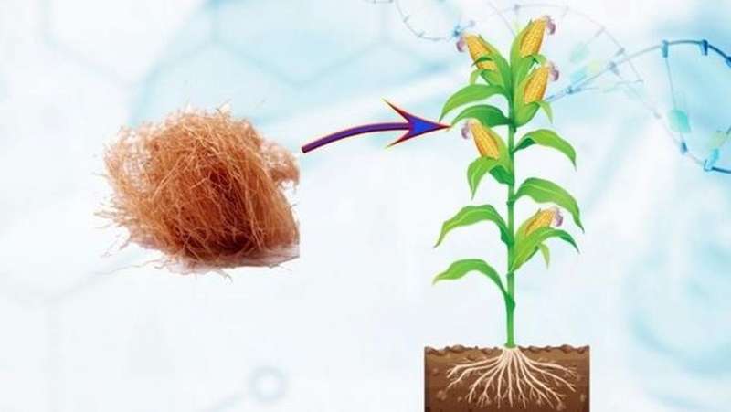 壹点科普课|玉米须别急着扔!玉米须的这些保健作用你知道吗?