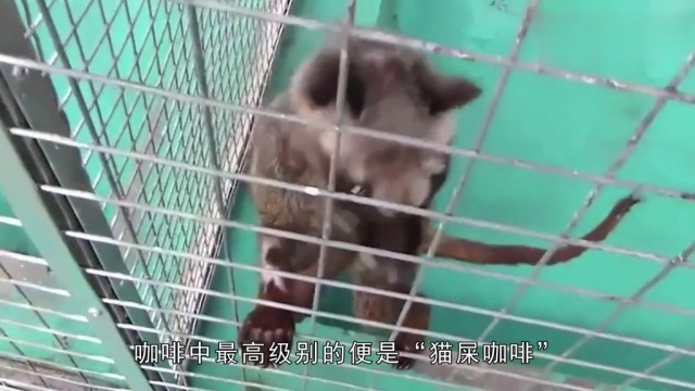 咖啡中最高级别的“猫屎咖啡”,大家知道它的原料是什么吗?