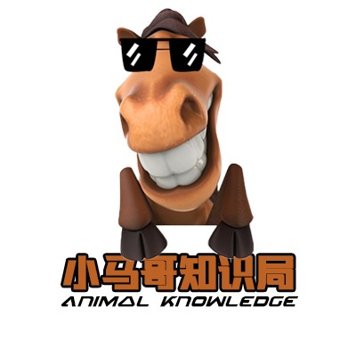 小马哥知识 