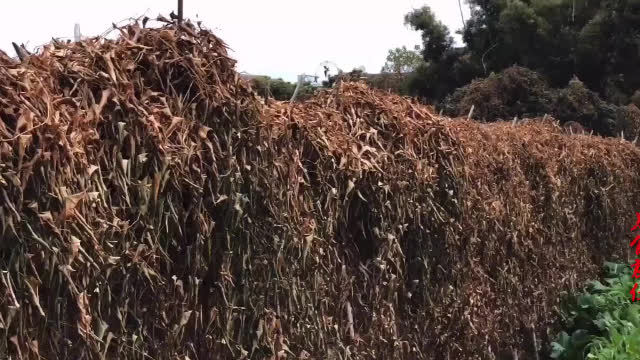 吃了一辈子的淮山,现在才知道,淮山是这样种出来的