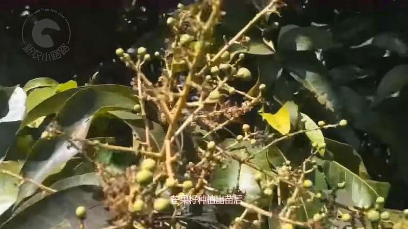 芒果籽种植出苗后,芒果幼苗如何养护