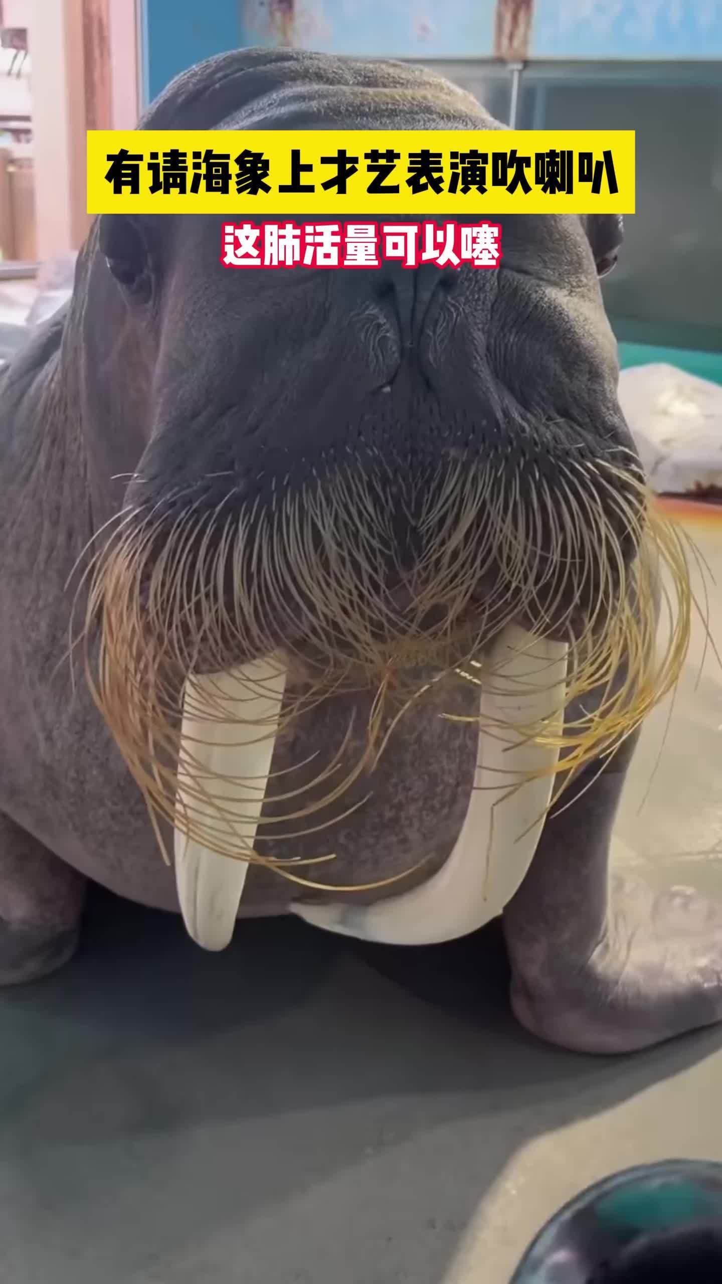 有请海象上才艺表演吹喇叭,这肺活量可以噻