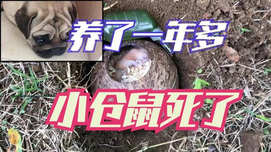 无道:相处一年多的小仓鼠死了,好伤心,把它埋起来就当它睡觉了