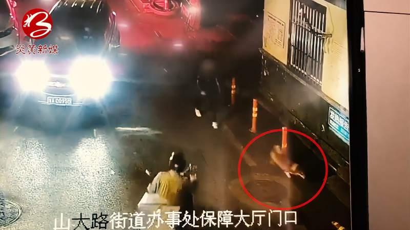 济南一市民遛狗不栓绳,咬伤路人,狗主人答应赔偿却又反咬一口