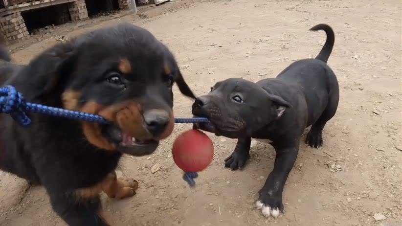 斯塔福vs罗威纳,两个多月的幼犬就开始打架,主人都拉不开!
