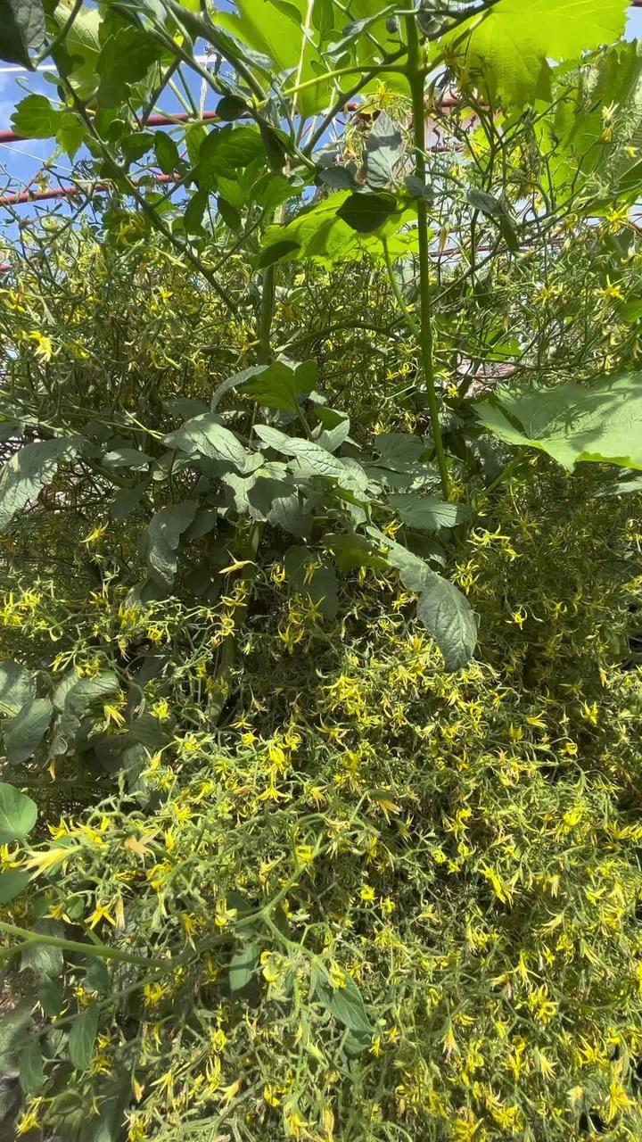 #西红柿种植 #自己种的纯天然的绿色蔬菜 只开花不结果的番茄