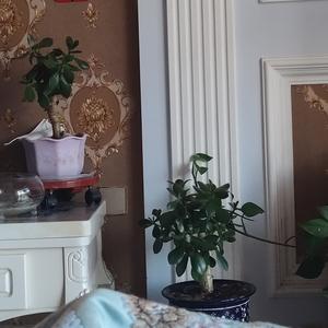 又有一辆帕萨特 