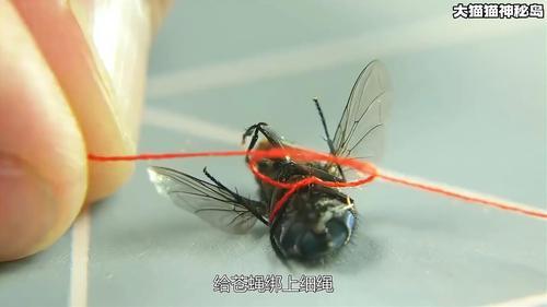 给苍蝇绑上细绳,它能拉多重的物体
