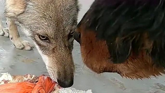 藏獒和狼王抢肉吃,想必又是一场激烈的厮杀,真是太残忍了!