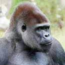 喜欢摔跤の东里笑旋 