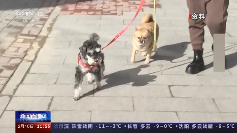 [新闻直播间]非机动车交通事故诉讼纠纷 北京:行人遛狗狗绳绊倒电动车案