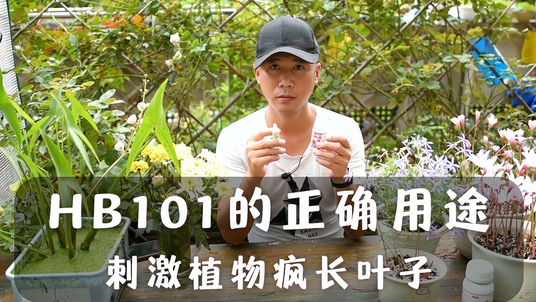 HB101的正确用途,出现僵苗才用它,刺激植物疯长叶子