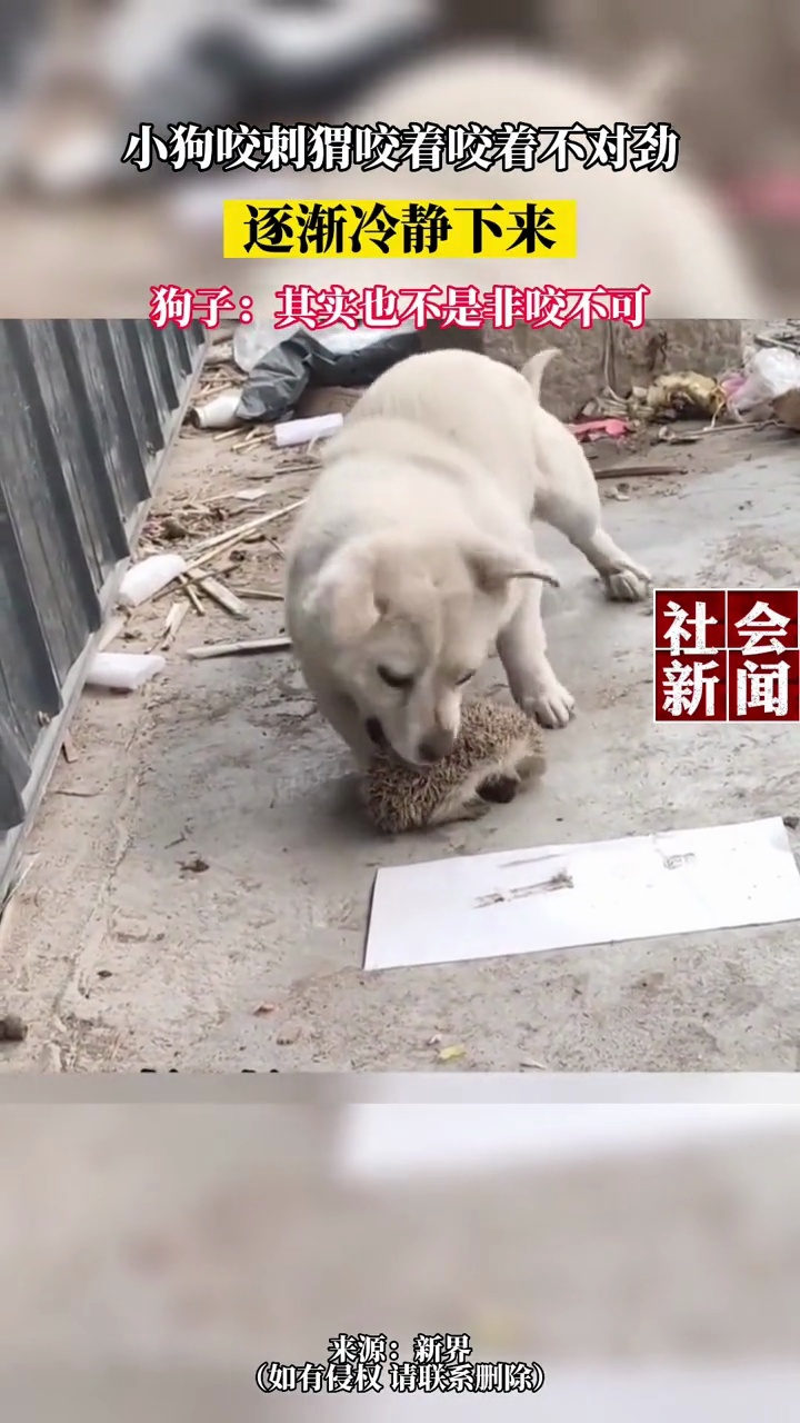 小狗咬刺猬咬着咬着不对劲 逐渐冷静下来 狗子:其实也不是非咬不可#...