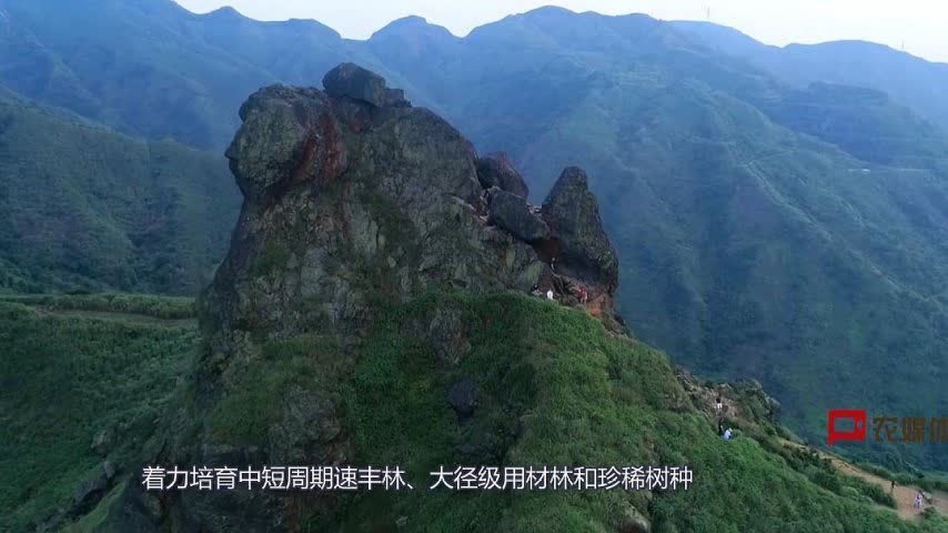 林场农民注意了!国家重金扶持以下4个林业项目,单个最少补200万