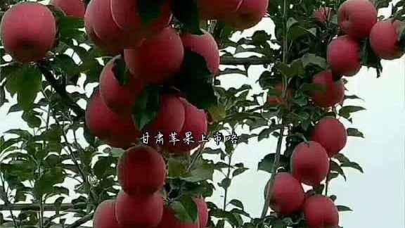 见识一下什么是精细化管理的成果@头条三农 @乡村阿中哥 @蒋高明...