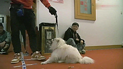 博美犬咬人被送去上学,现场10几人围观小伙训练,结局大快人心!