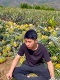 家里没点矿怎么敢这样削凤梨呢。