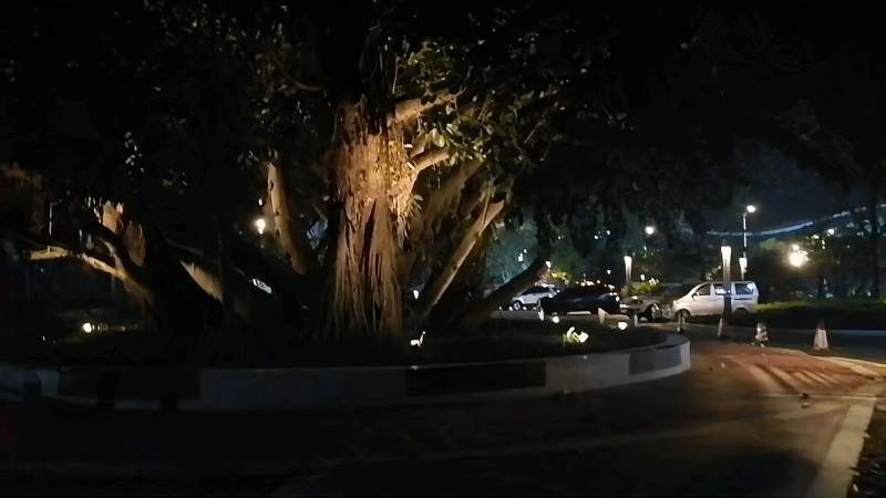 一棵独木成林的奇树