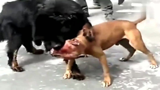狭路相逢藏獒一招锁喉秒杀比特犬,终结比特不败神话