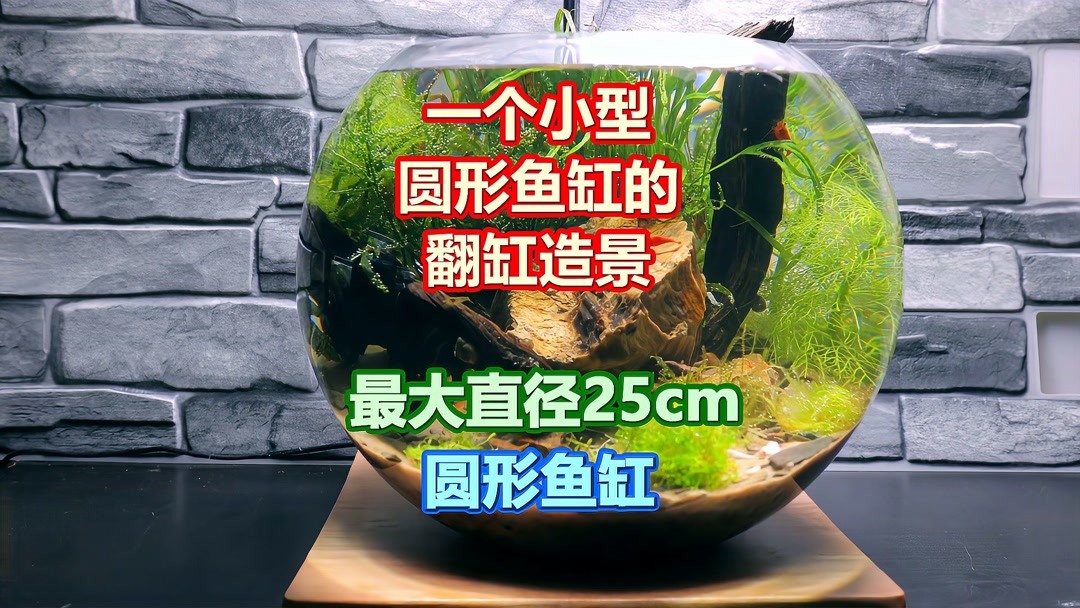 一个圆形鱼缸的翻缸过程,无过滤无CO2,最大直径25cm的圆形鱼缸