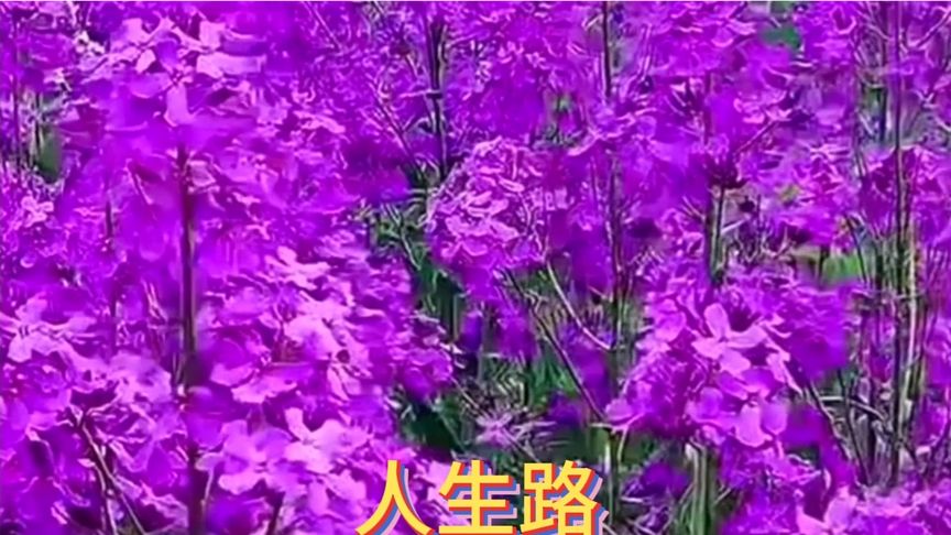 曾经彷徨过,哭过也笑过,有谁陪着我?