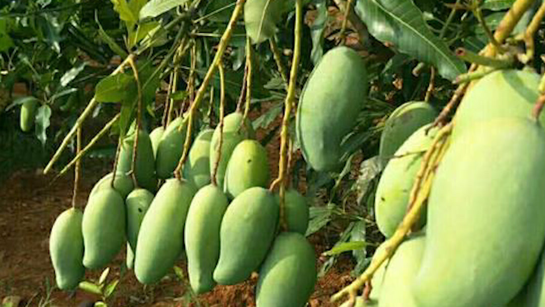 芒果树从果核繁殖到挂满果,只用3年,网友:这方法就是好