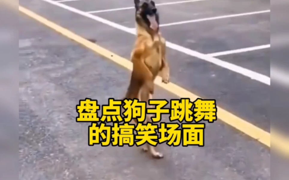 盘点狗狗跳舞搞笑场面,没点才艺都不好意思出来混